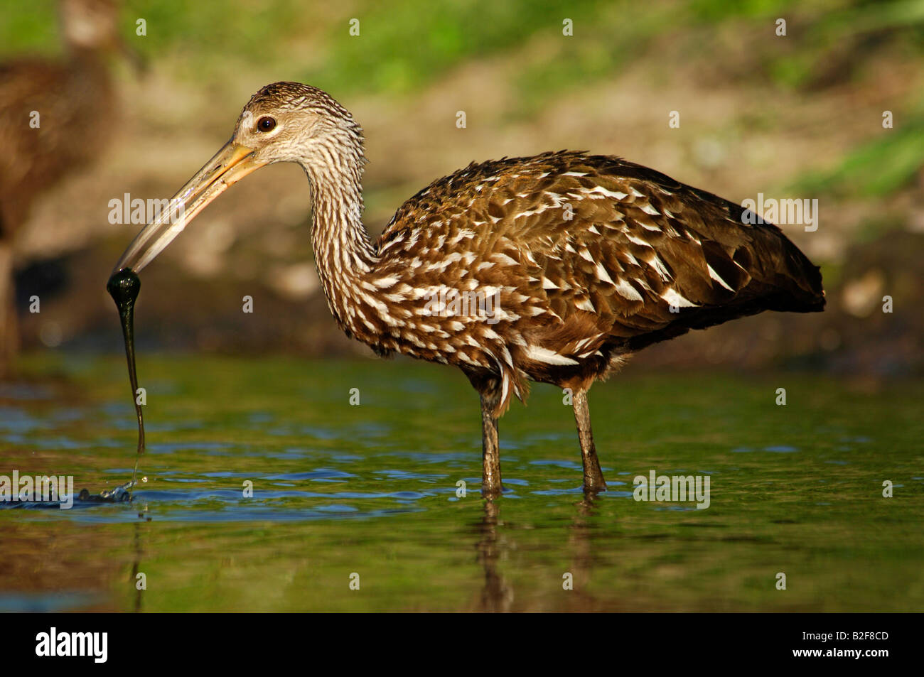 Limpkins aramidae hi-res stock photography and images - Alamy