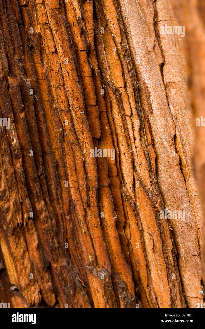 Tree Wood Bard Stock Photo - Alamy