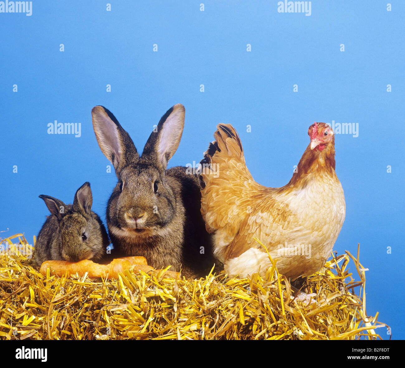 Rabbit group carrot hi-res stock photography and images - Alamy