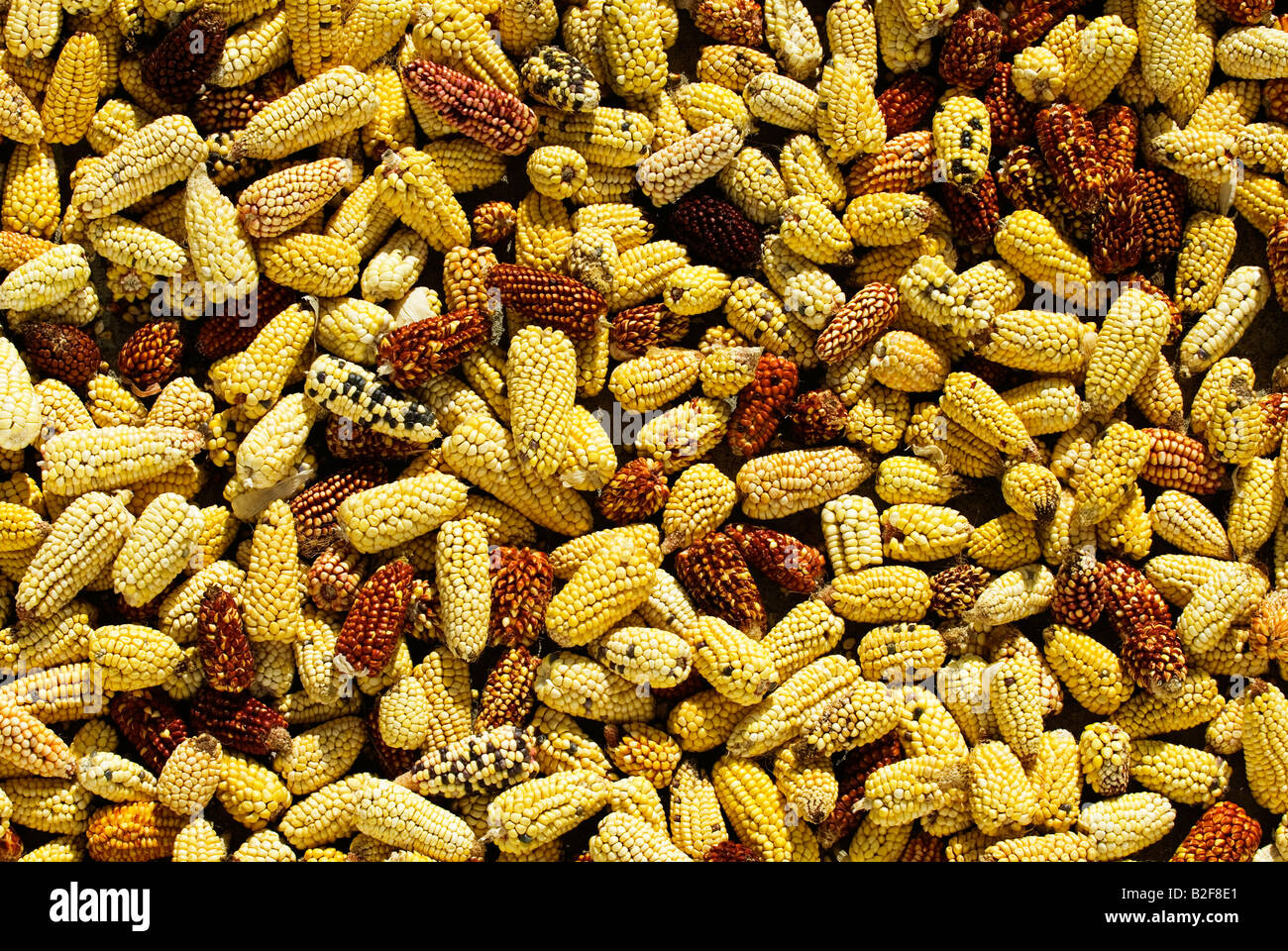 Peruvian giant corn hi-res stock photography and images - Alamy