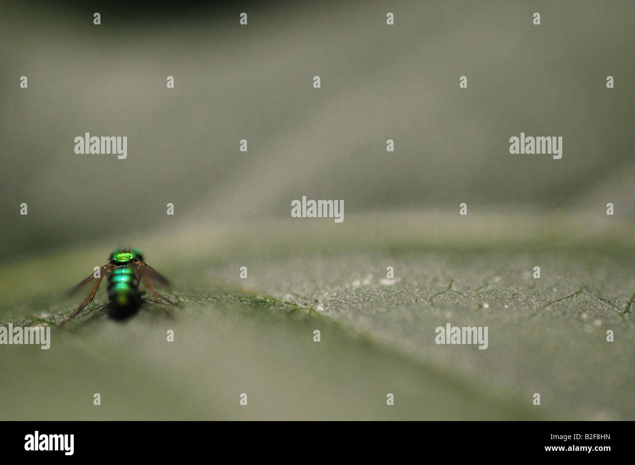 A bright green fly rests on a deep green leaf, its wings glow light ...