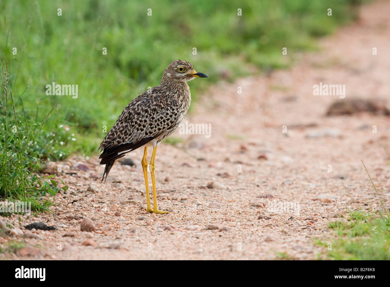 Spotted Thick knee (Burhinus capensis Stock Photo - Alamy