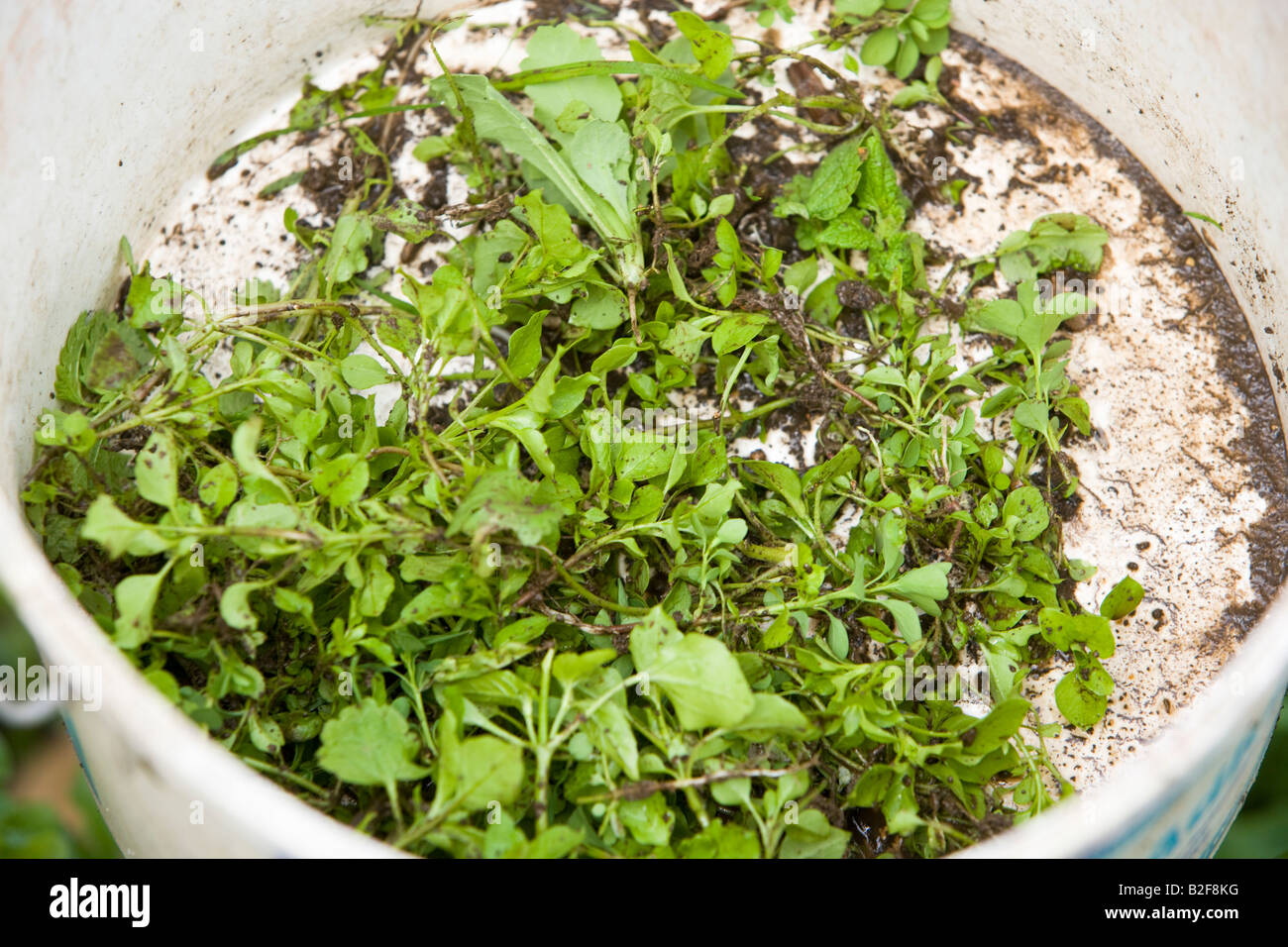 weeds collected from a garden in a bucket Stock Photo - Alamy