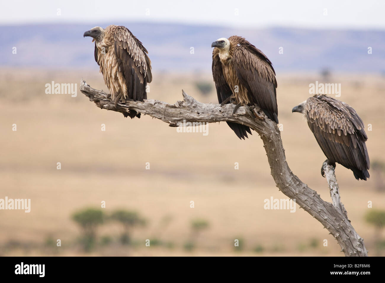 Three vultures perched on the branch of a dead tree Stock Photo - Alamy