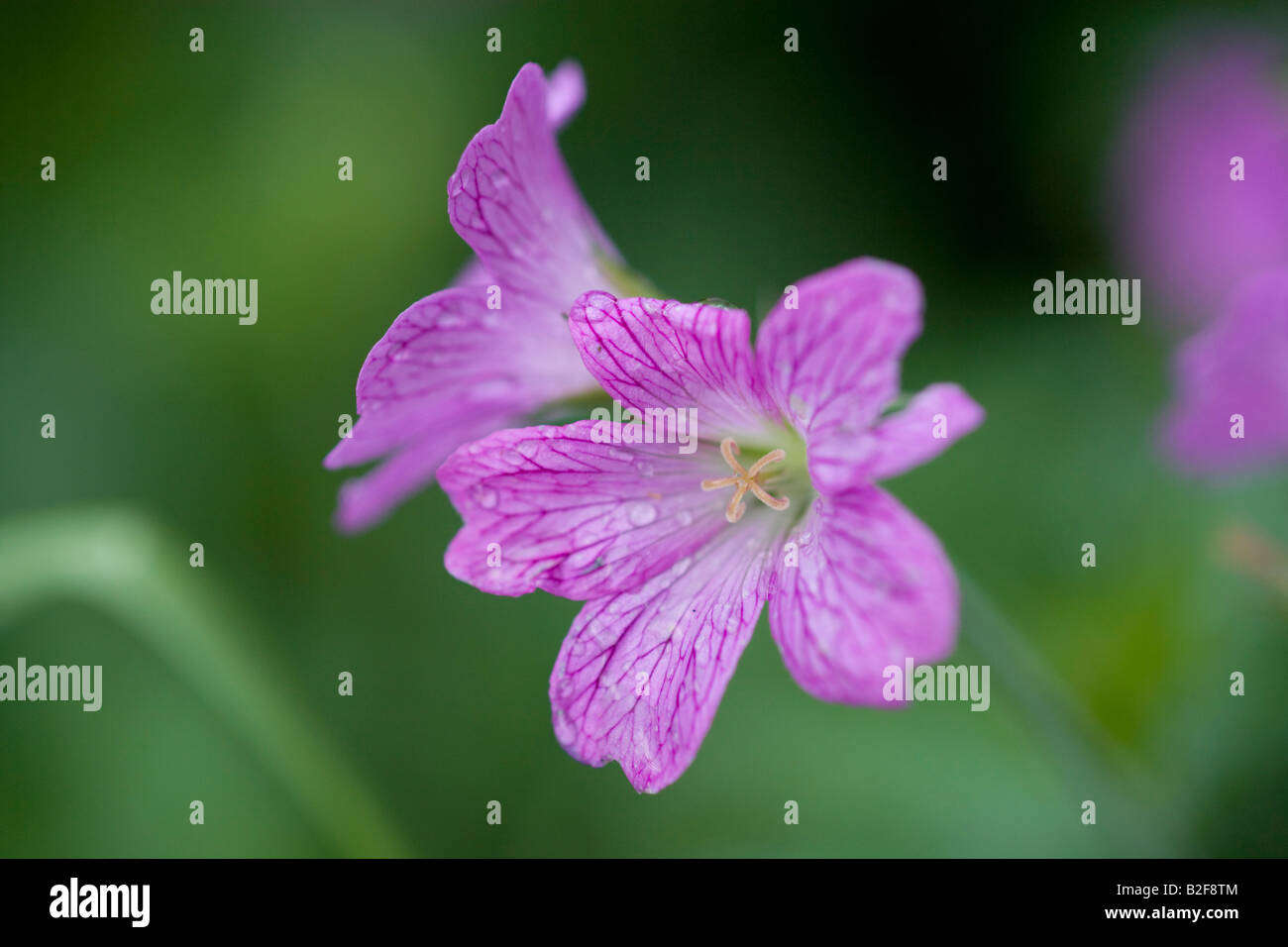Geranium flower hi-res stock photography and images - Alamy