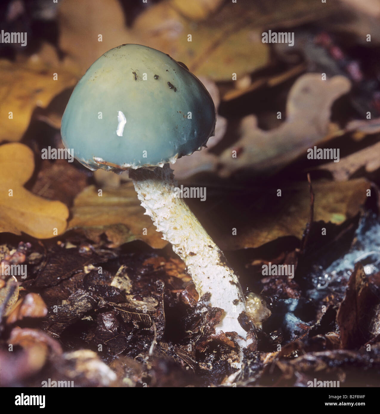 Verdigris agaric fungi hi-res stock photography and images - Alamy