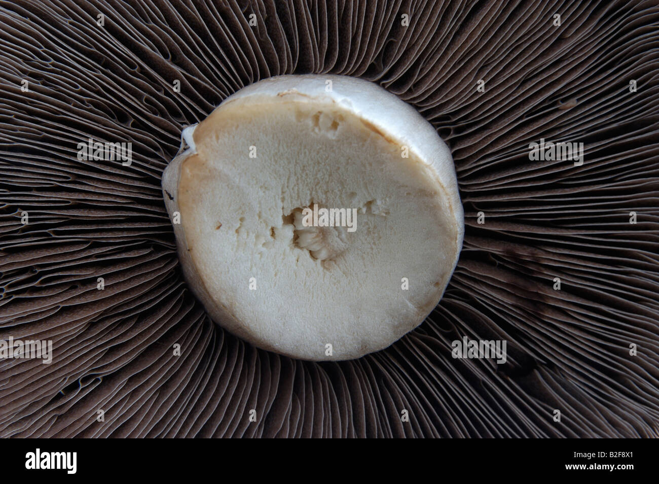 Mushroom Close up Stock Photo - Alamy