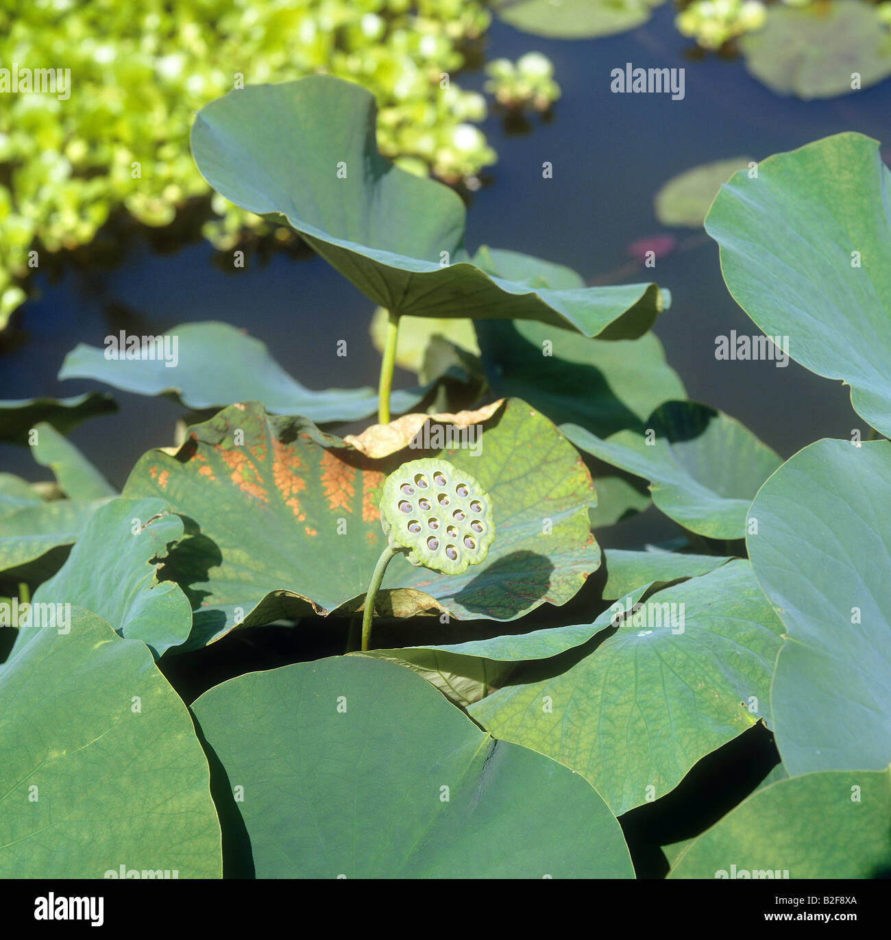 Indian blue lotus nelumbo nucifera hi-res stock photography and images ...