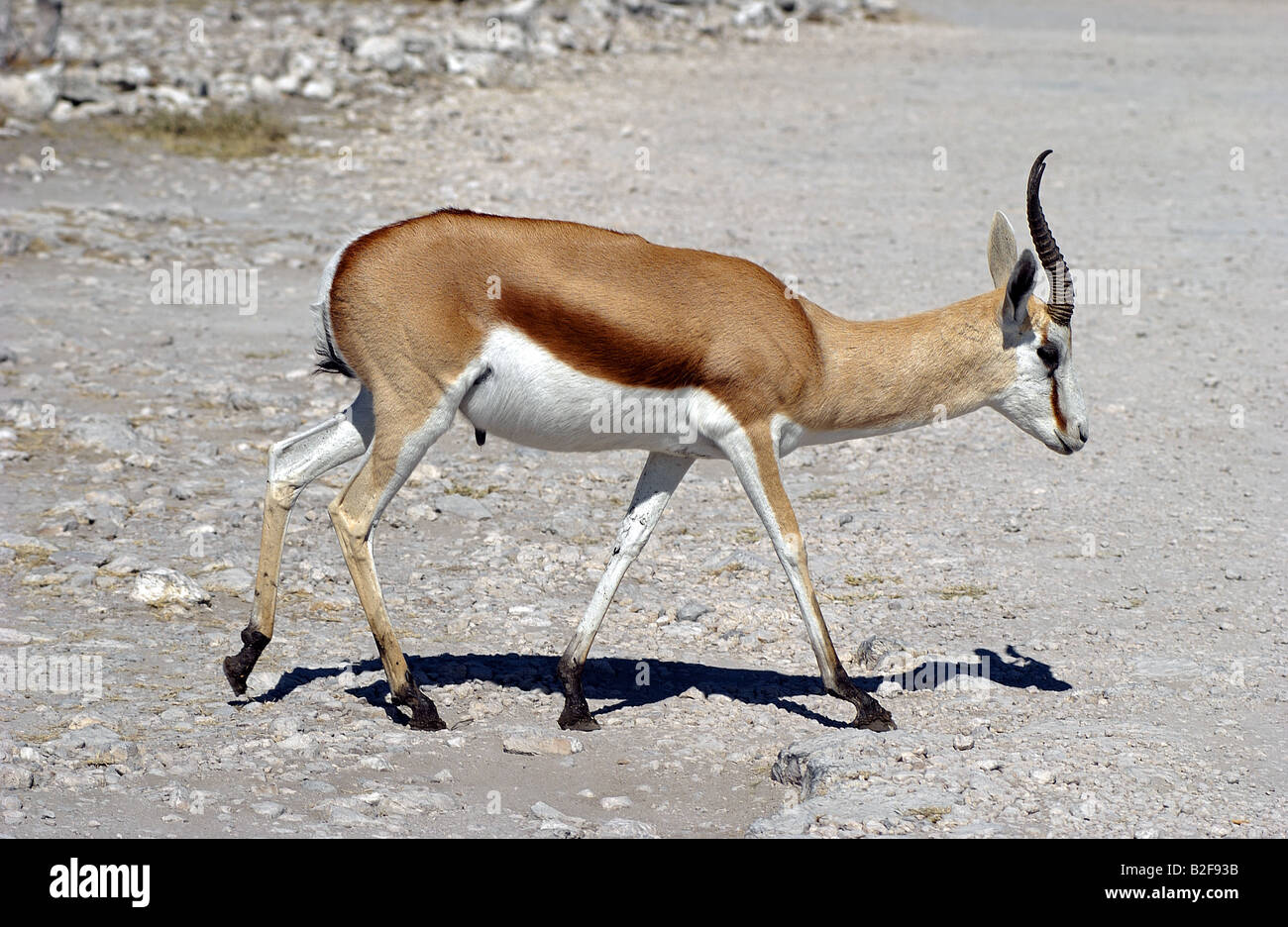 springbok - walking Stock Photo - Alamy