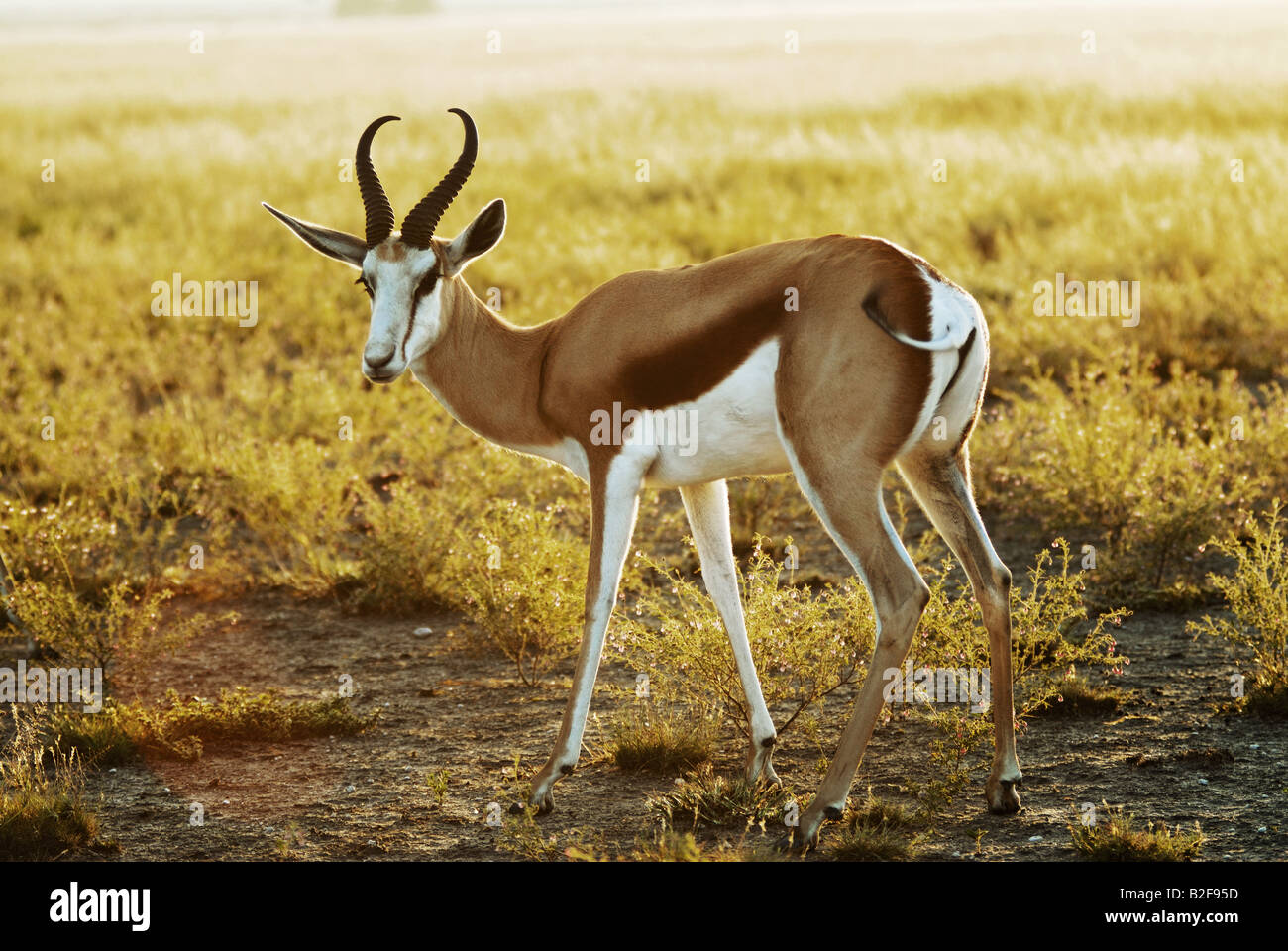 springbok - standing on meadow Stock Photo - Alamy