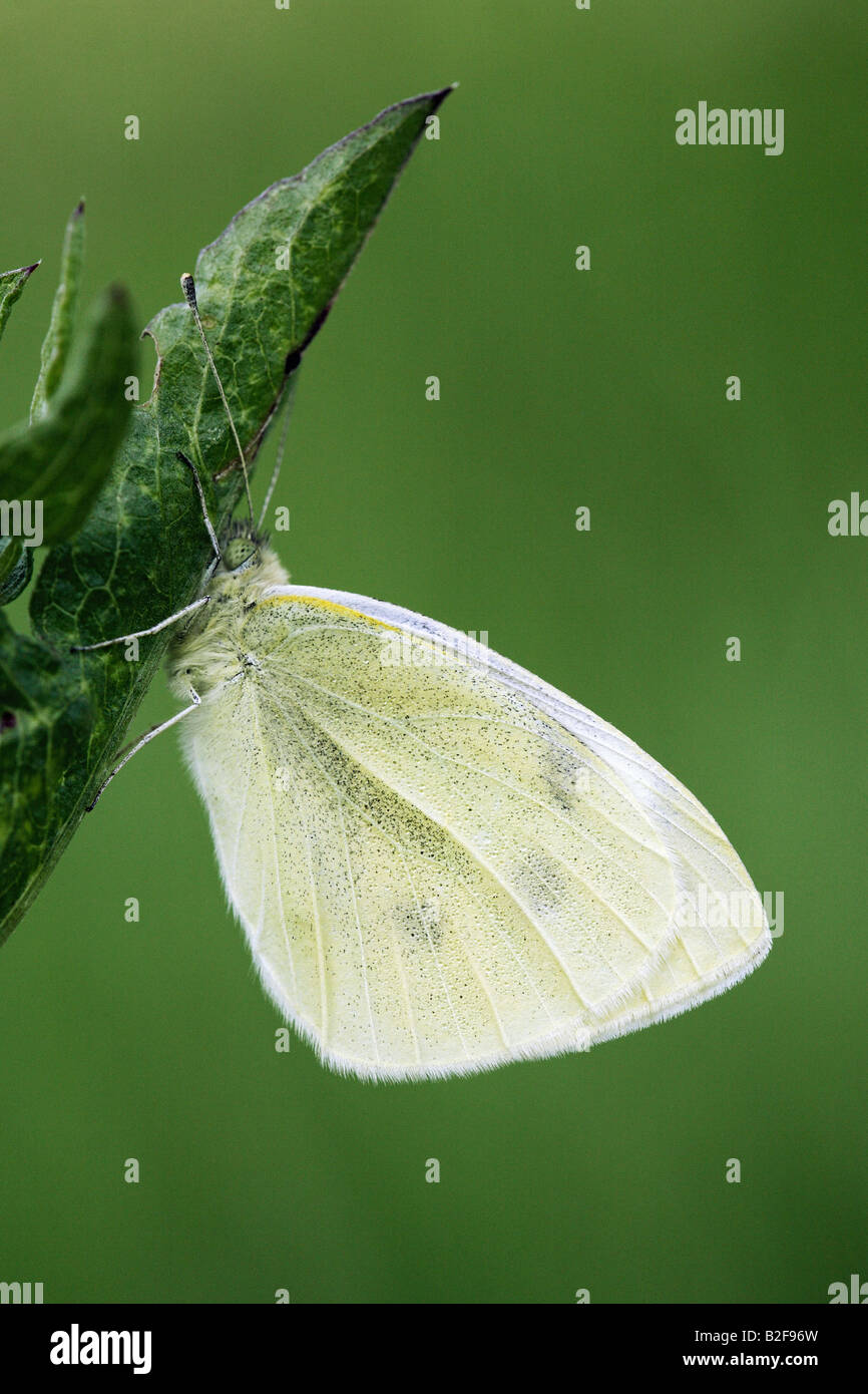 Large White - on plant / Pieris brassicae Stock Photo - Alamy