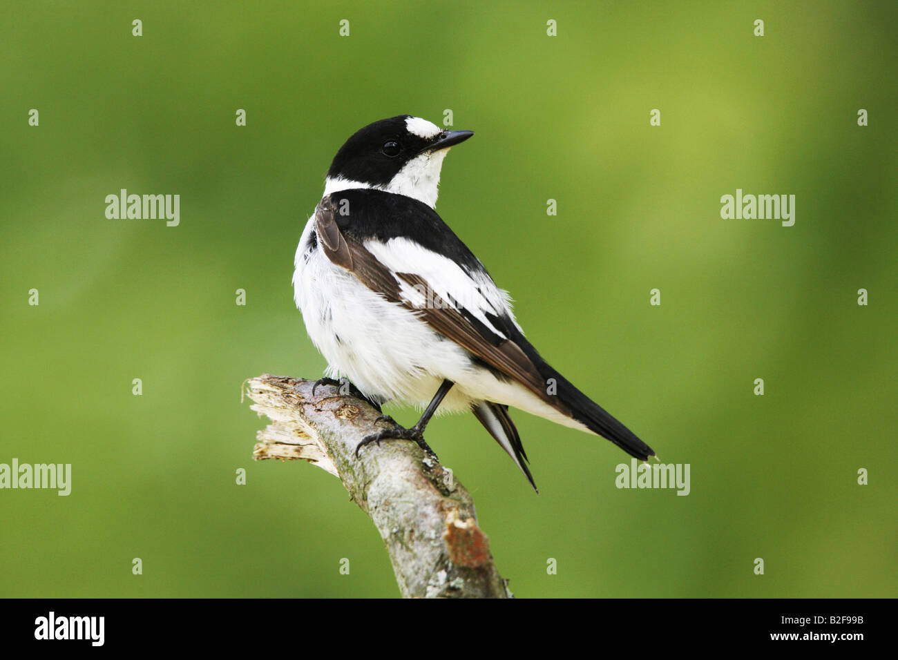 collared flycatcher - on branch / Ficedula albicollis Stock Photo - Alamy