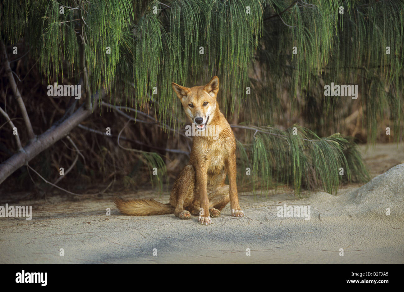 Dingo Sitting High Resolution Stock Photography and Images - Alamy