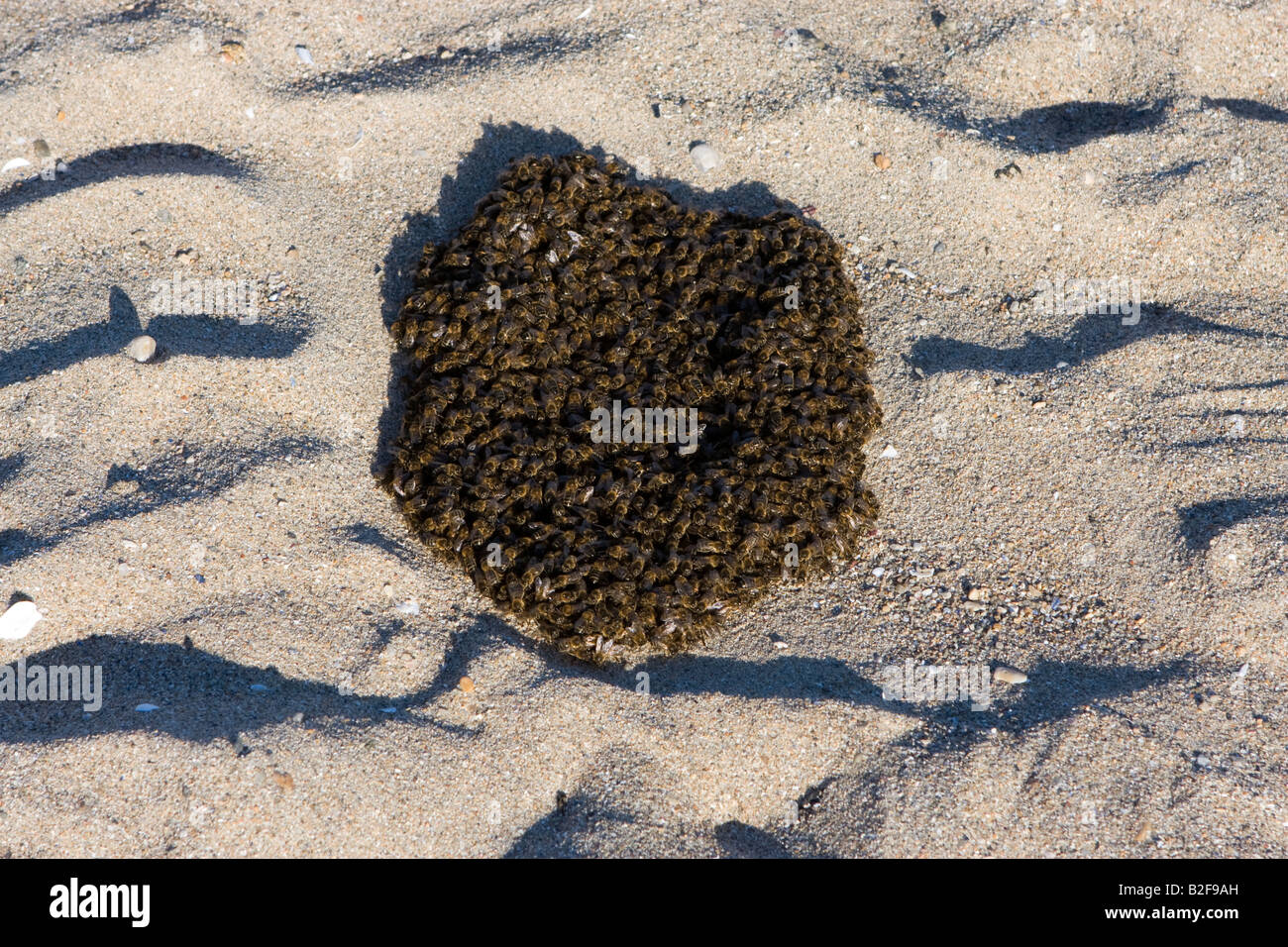 Honey bees swarming on a beach, Brittany France, Europe Stock Photo - Alamy