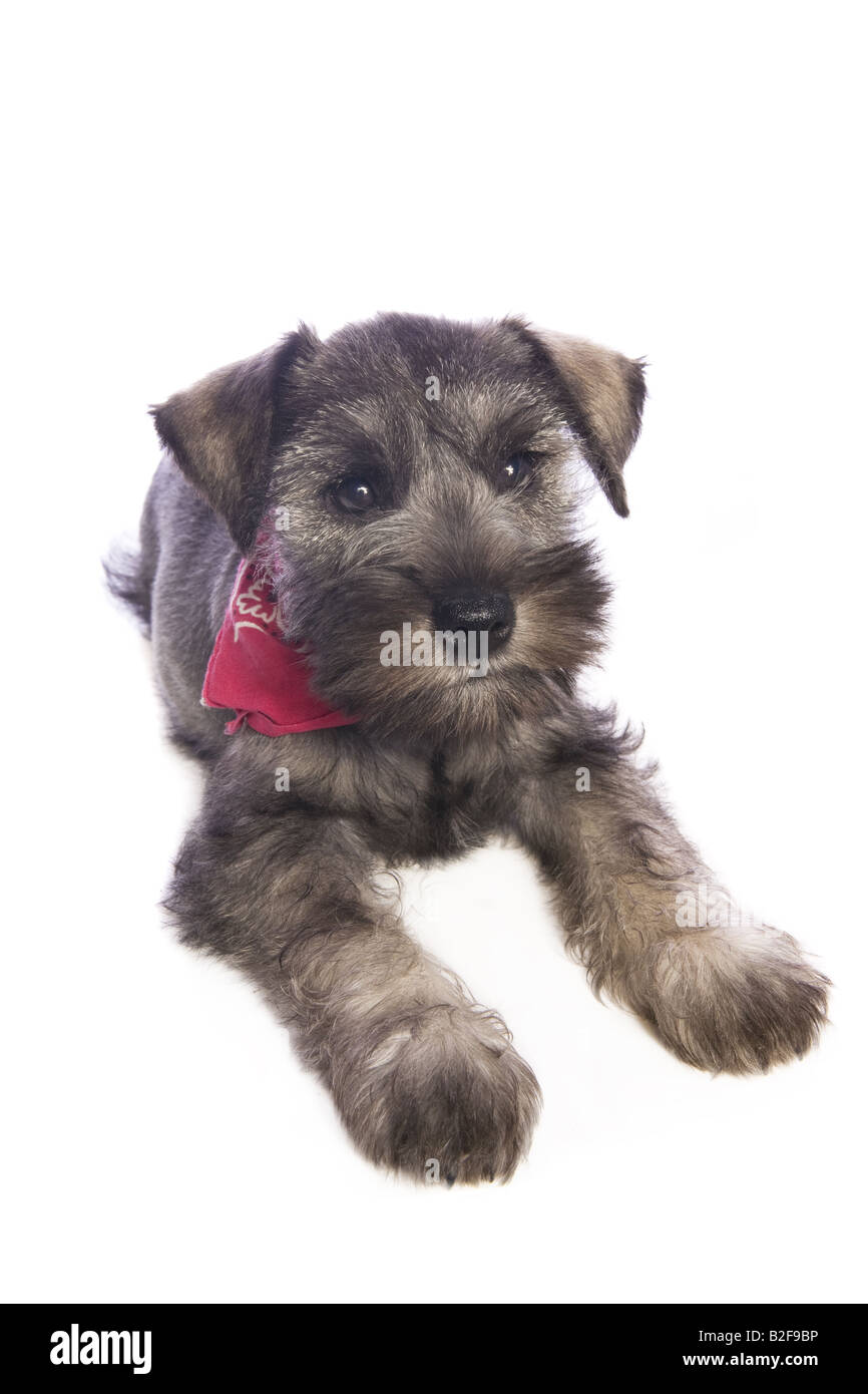 Adorable country Miniature Schnauzer puppy wearing red bandana isolated ...