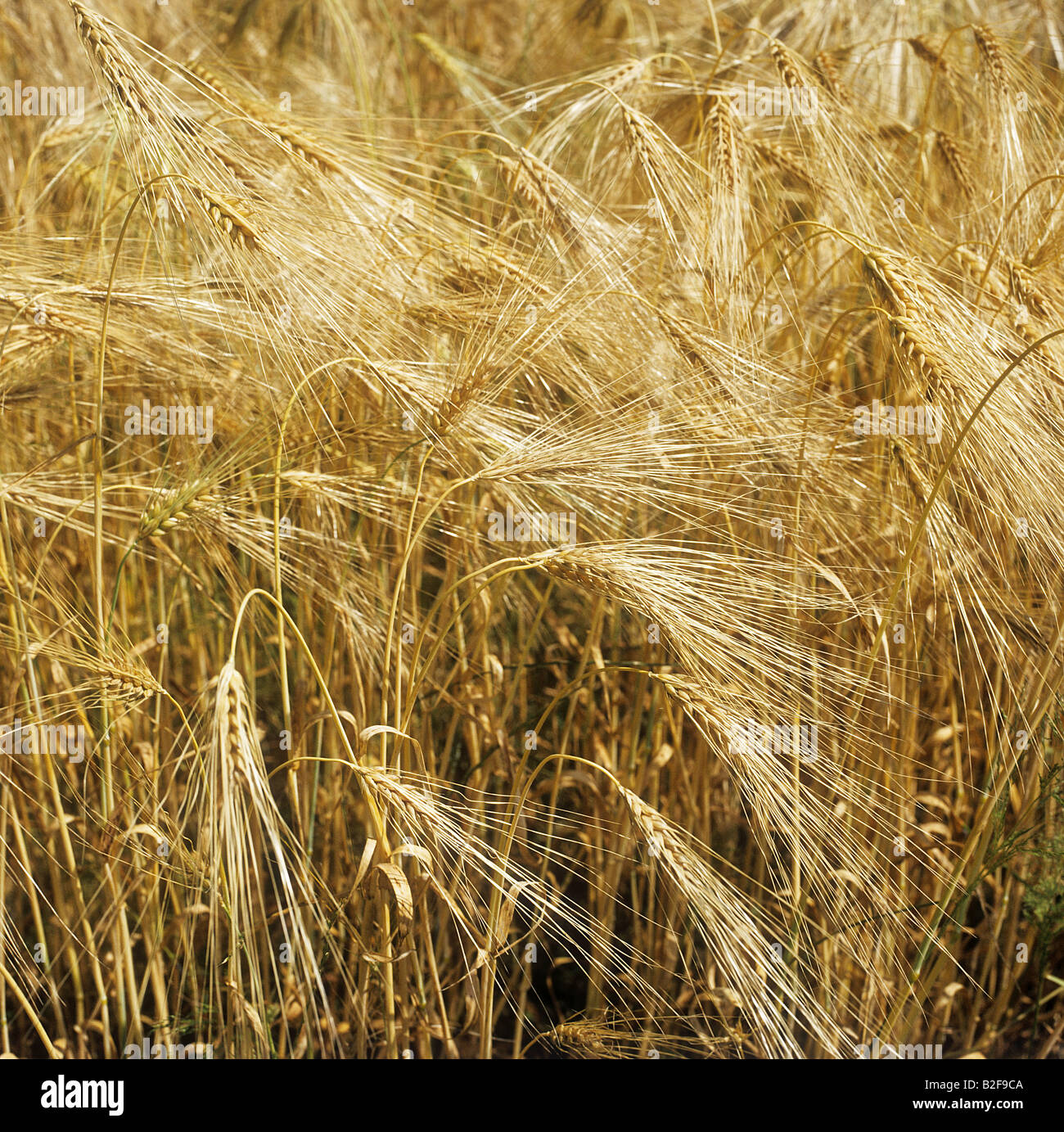 Hordeum vulgare season cornfield hi-res stock photography and images ...