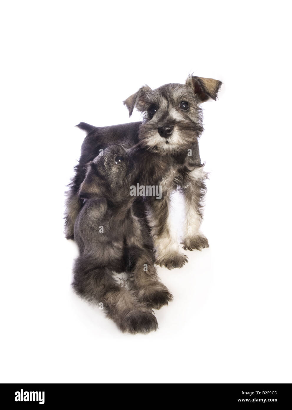 Two Adorable Miniature Schnauzer puppies playing together isolated on ...