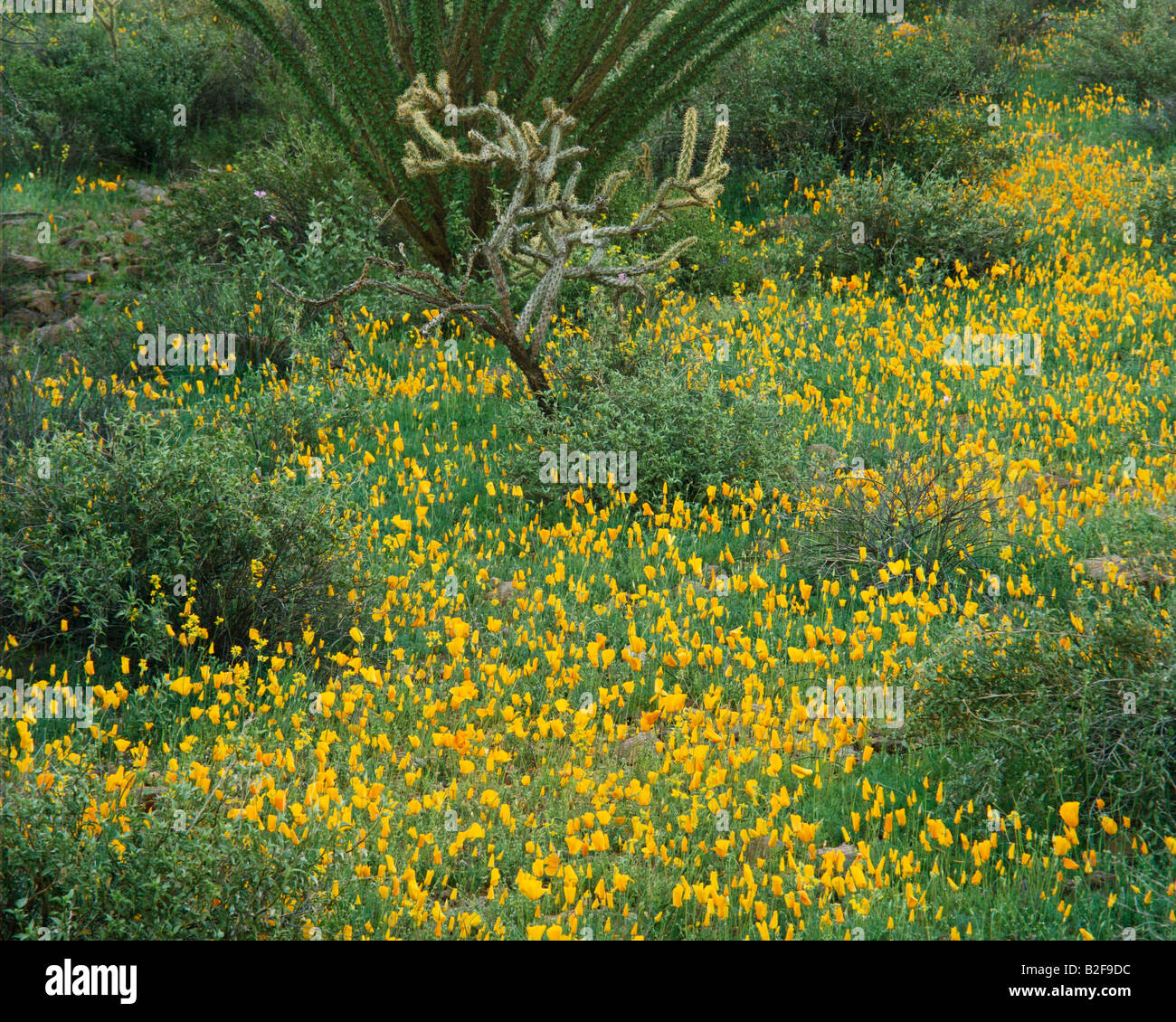 poppies in desert Stock Photo - Alamy