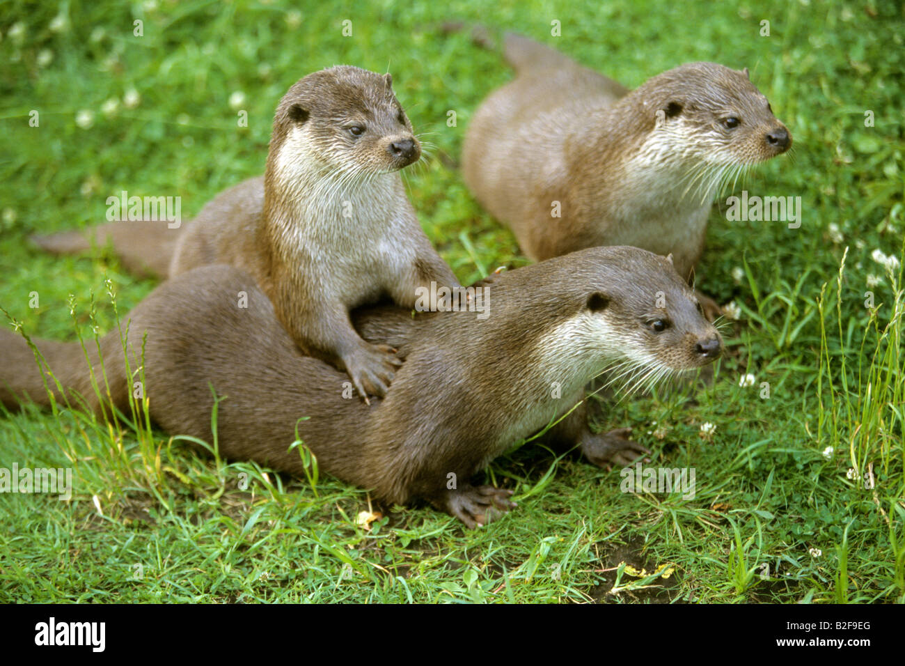 European River Otter (Lutra lutra), three curious animals Stock Photo ...