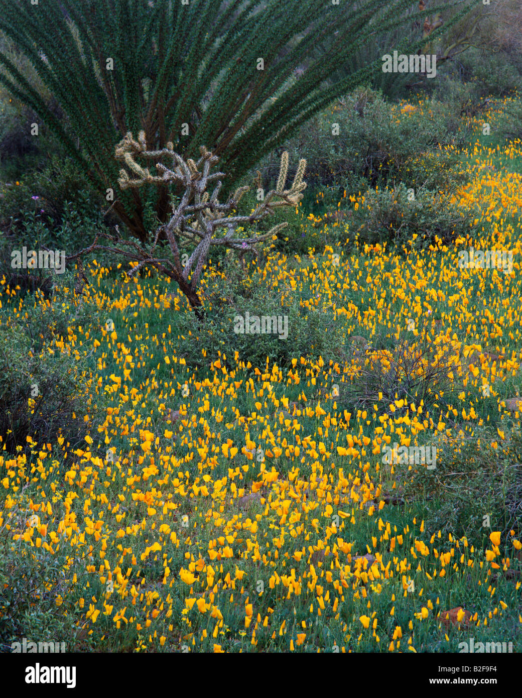 poppies in desert Stock Photo - Alamy