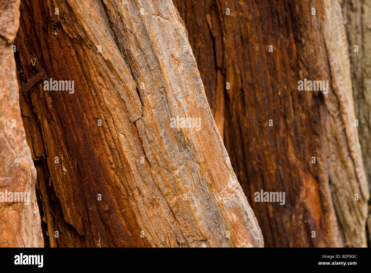 Outer Bark Stock Photos & Outer Bark Stock Images - Alamy