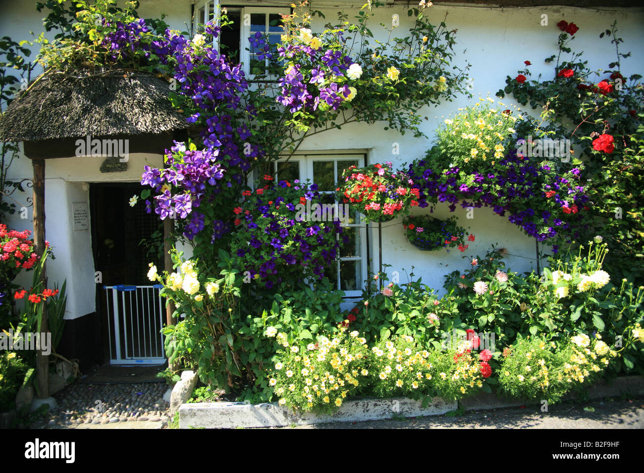 Beautiful White painted cob and thatch cottages with summer flower ...