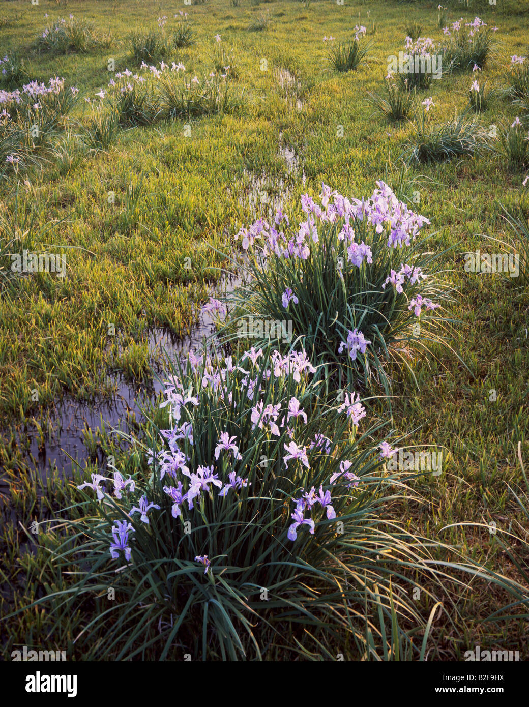 field of wild iris Stock Photo - Alamy