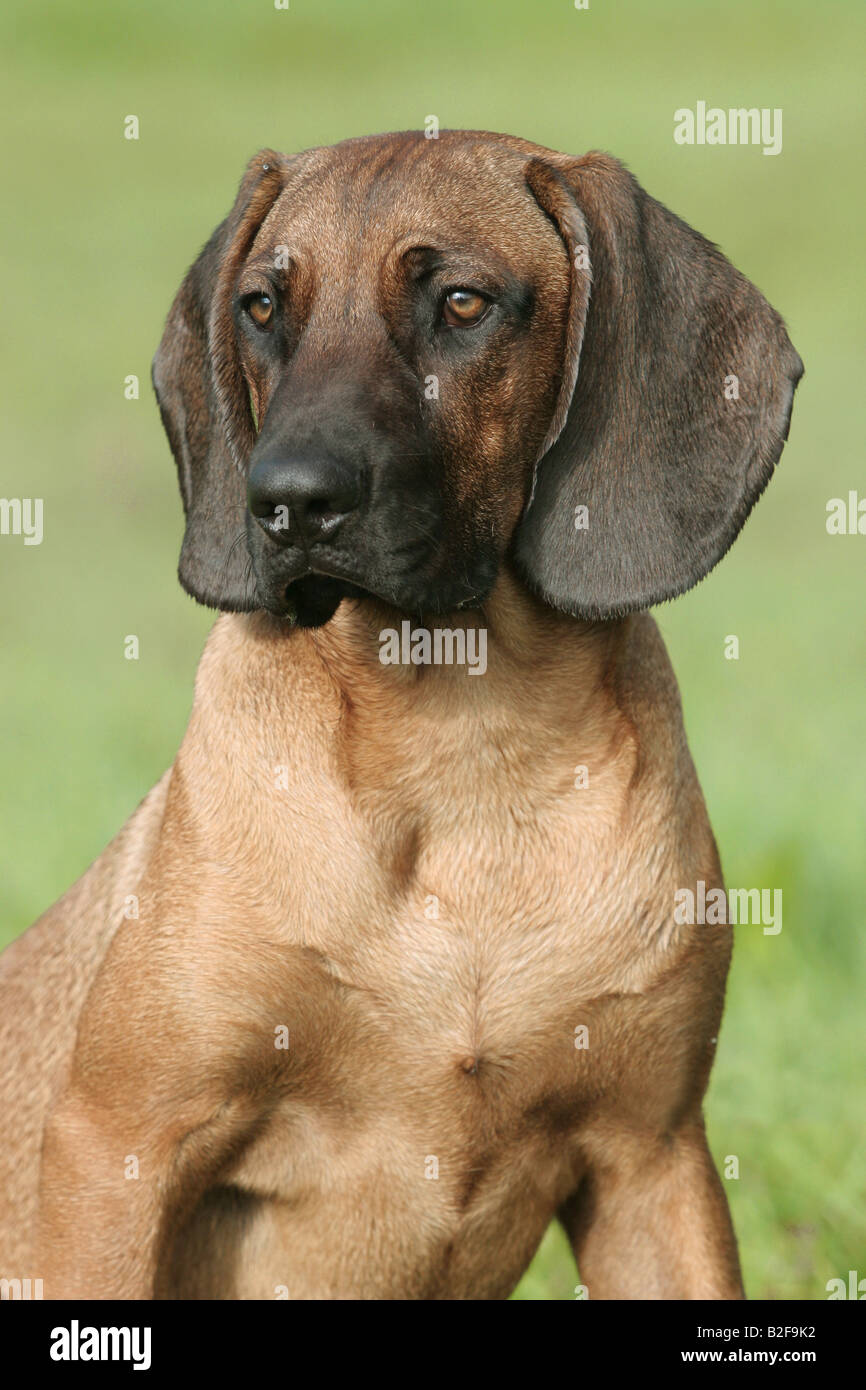 Bavarian Mountain Hound - portrait Stock Photo - Alamy