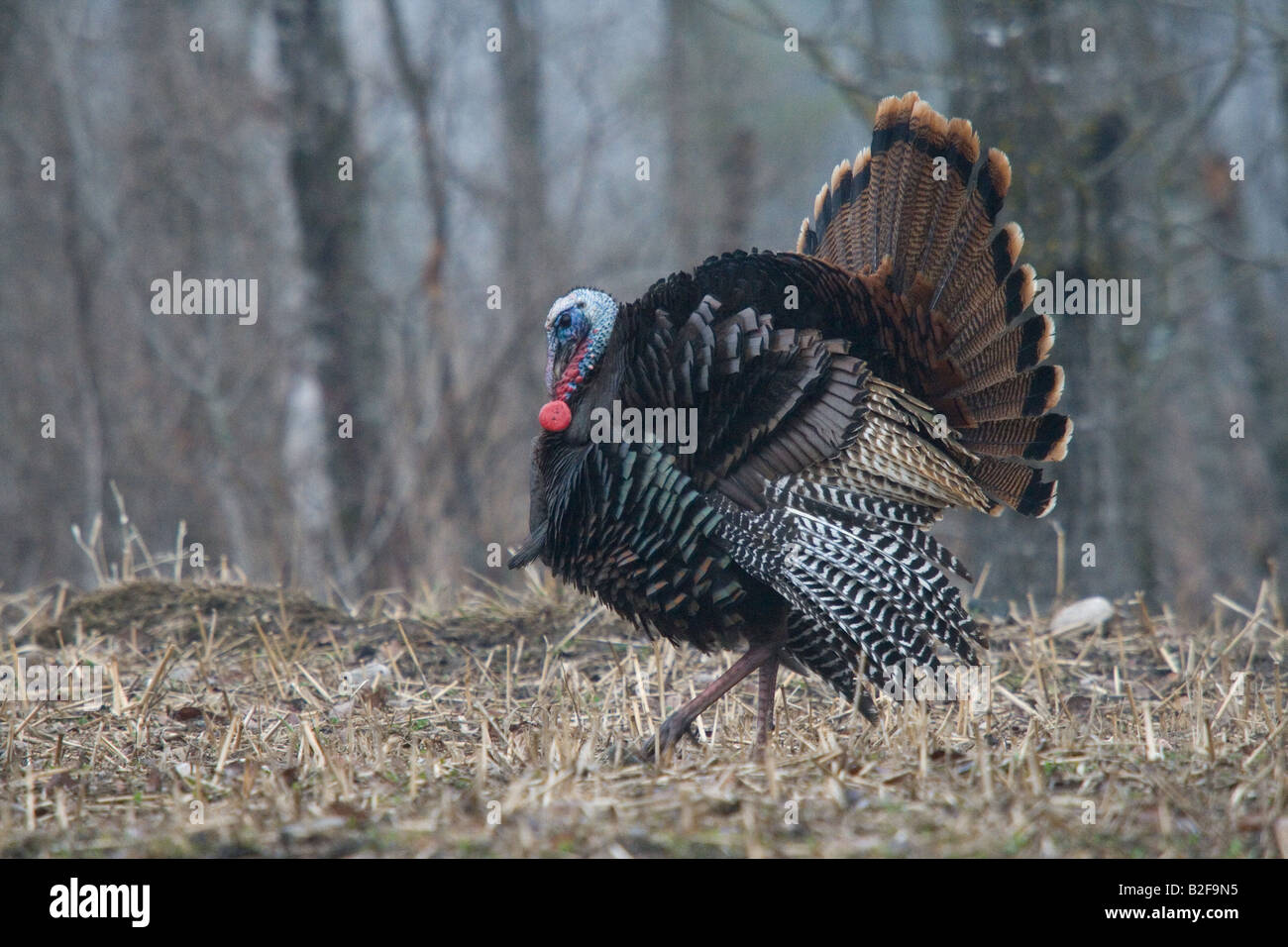 Jake eastern wild turkey in hi-res stock photography and images - Alamy