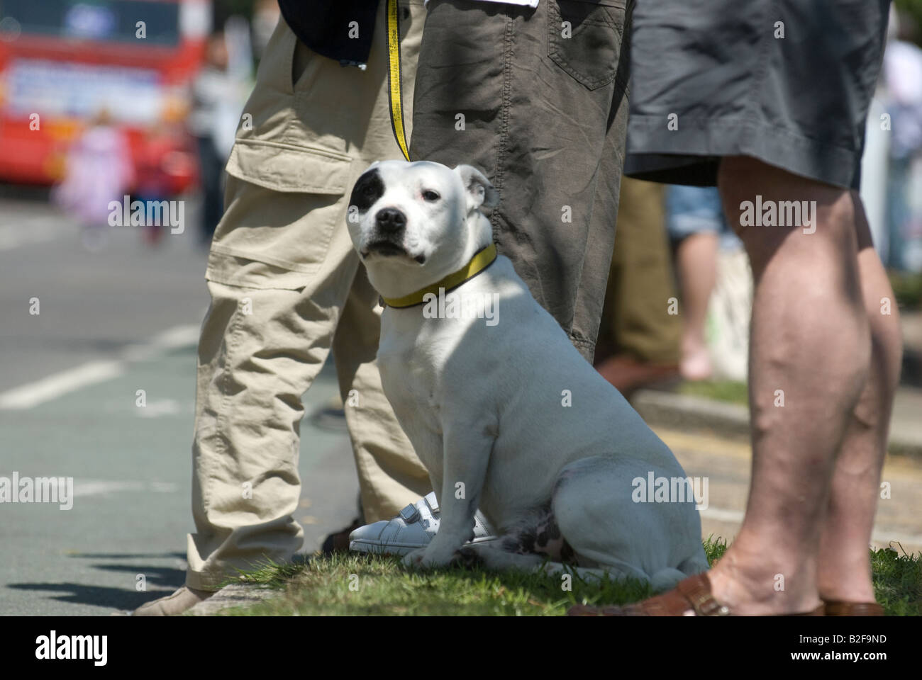 Dog wait while oner talks Stock Photo - Alamy