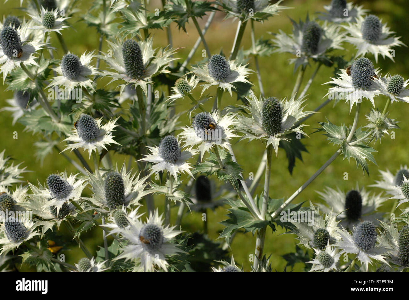 Sea holly plant hi-res stock photography and images - Alamy