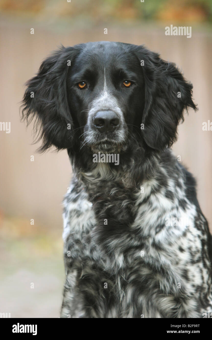Large Munsterlander - portrait Stock Photo - Alamy