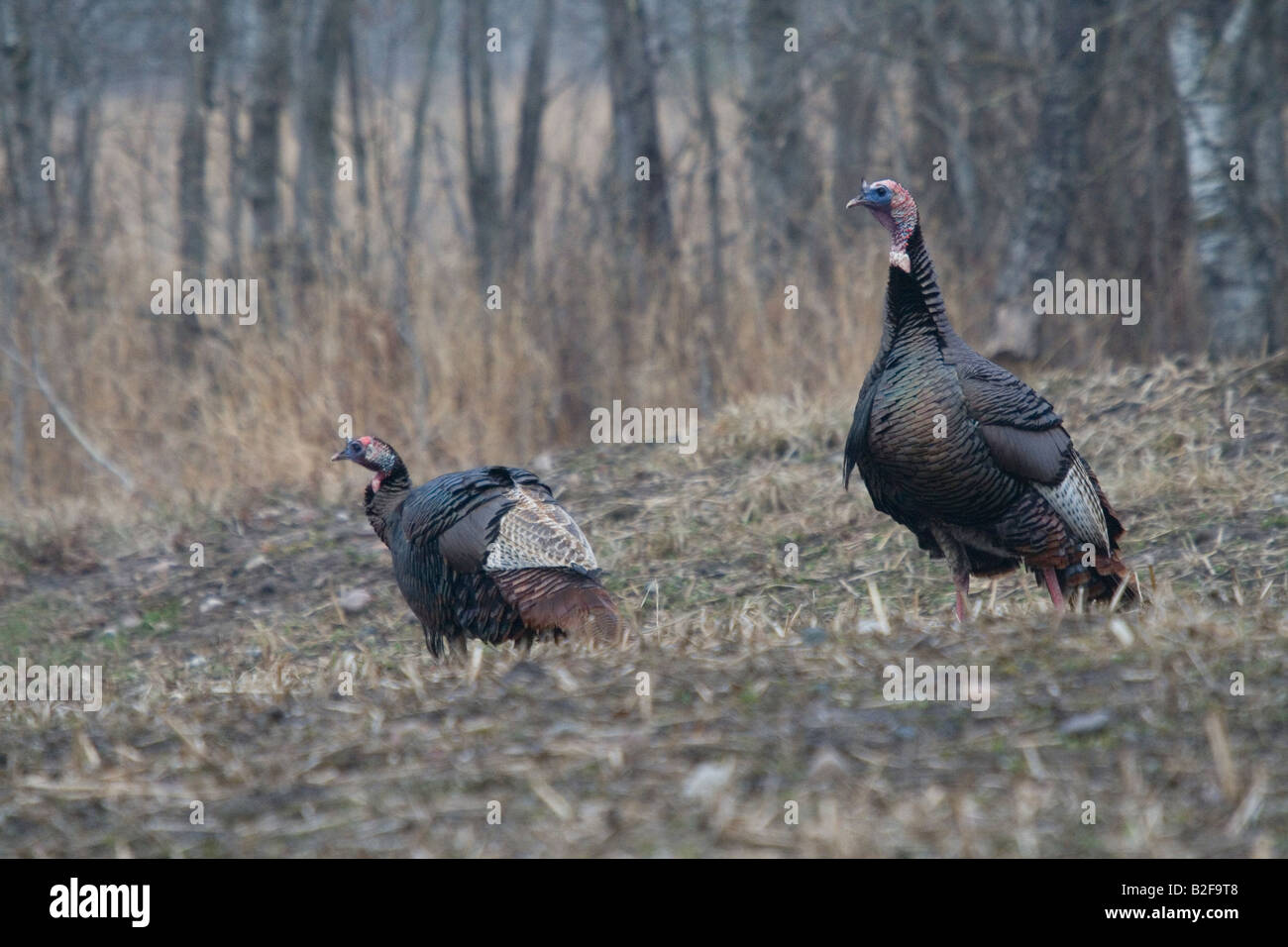 Male wild turkey in spring Stock Photo - Alamy