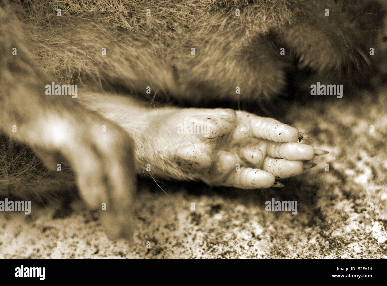 dead rats paw Stock Photo - Alamy