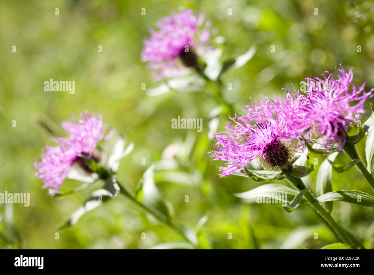 Alpine pink flower hi-res stock photography and images - Alamy