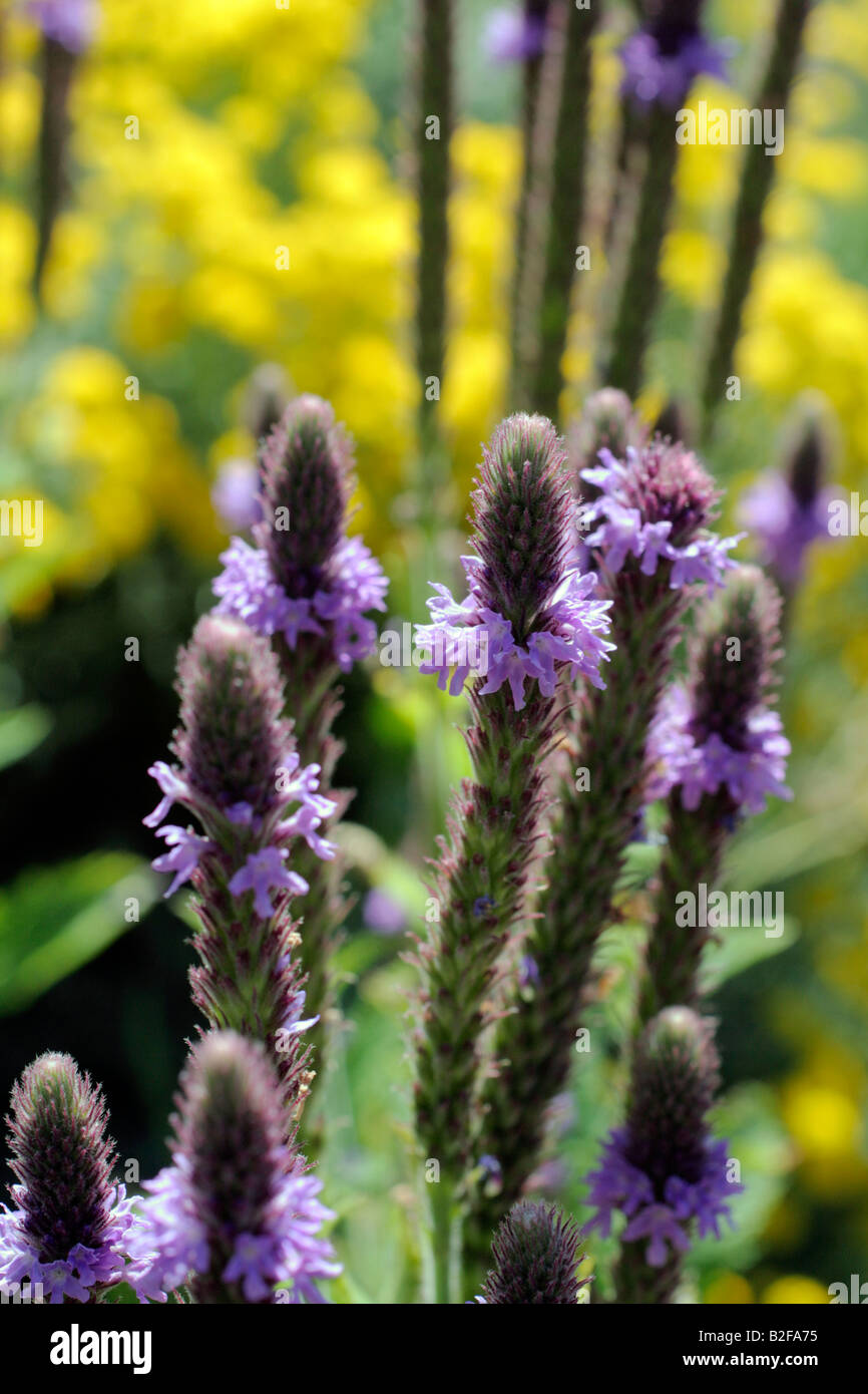 Verbena vertical hi-res stock photography and images - Alamy