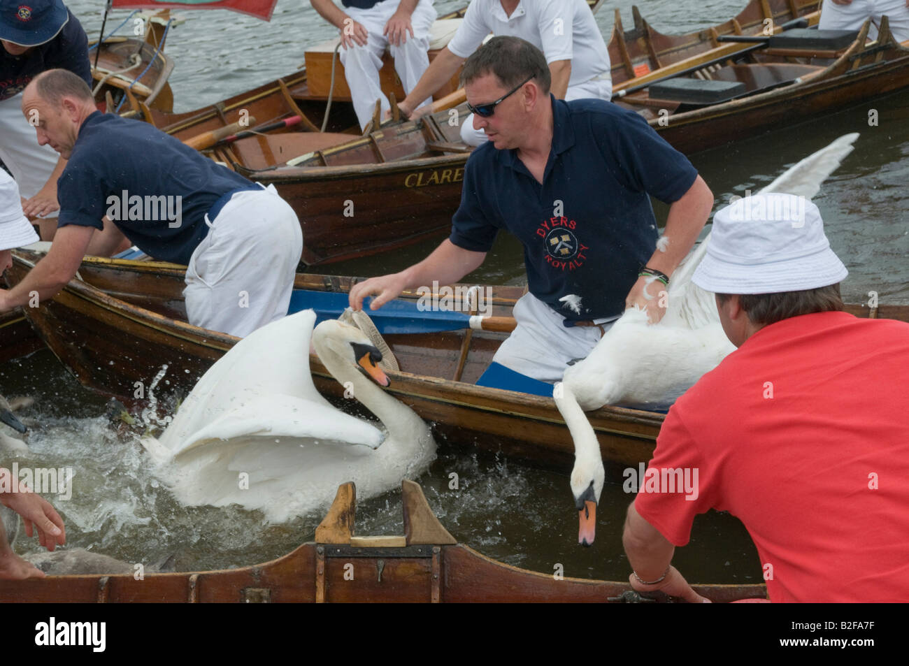 A Dyers Royalty upper has calmed one swan by holding its feet behind ...