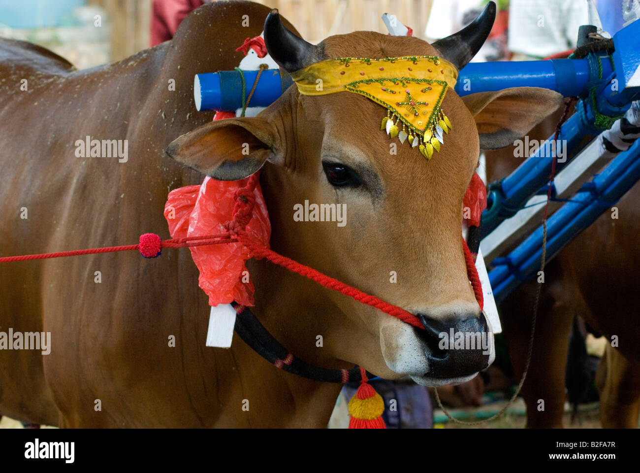 bull of Kerapan Sapi bull race in Madura with the headdress Stock Photo ...
