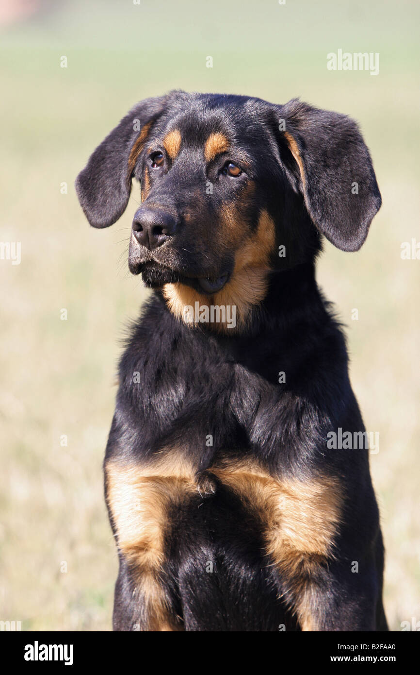 half breed dog - portrait Stock Photo - Alamy