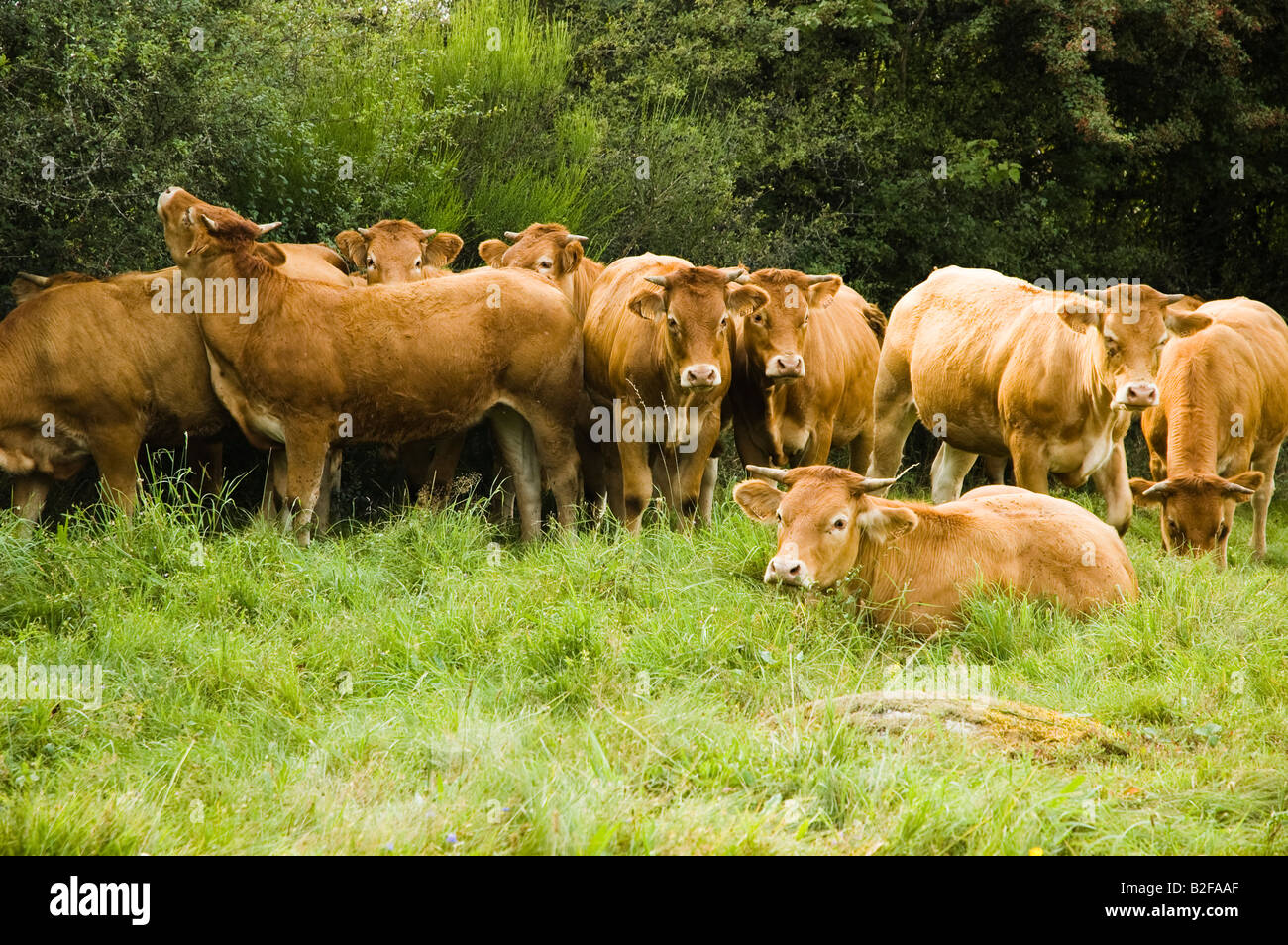Group of Limousine cows in a field Stock Photo - Alamy