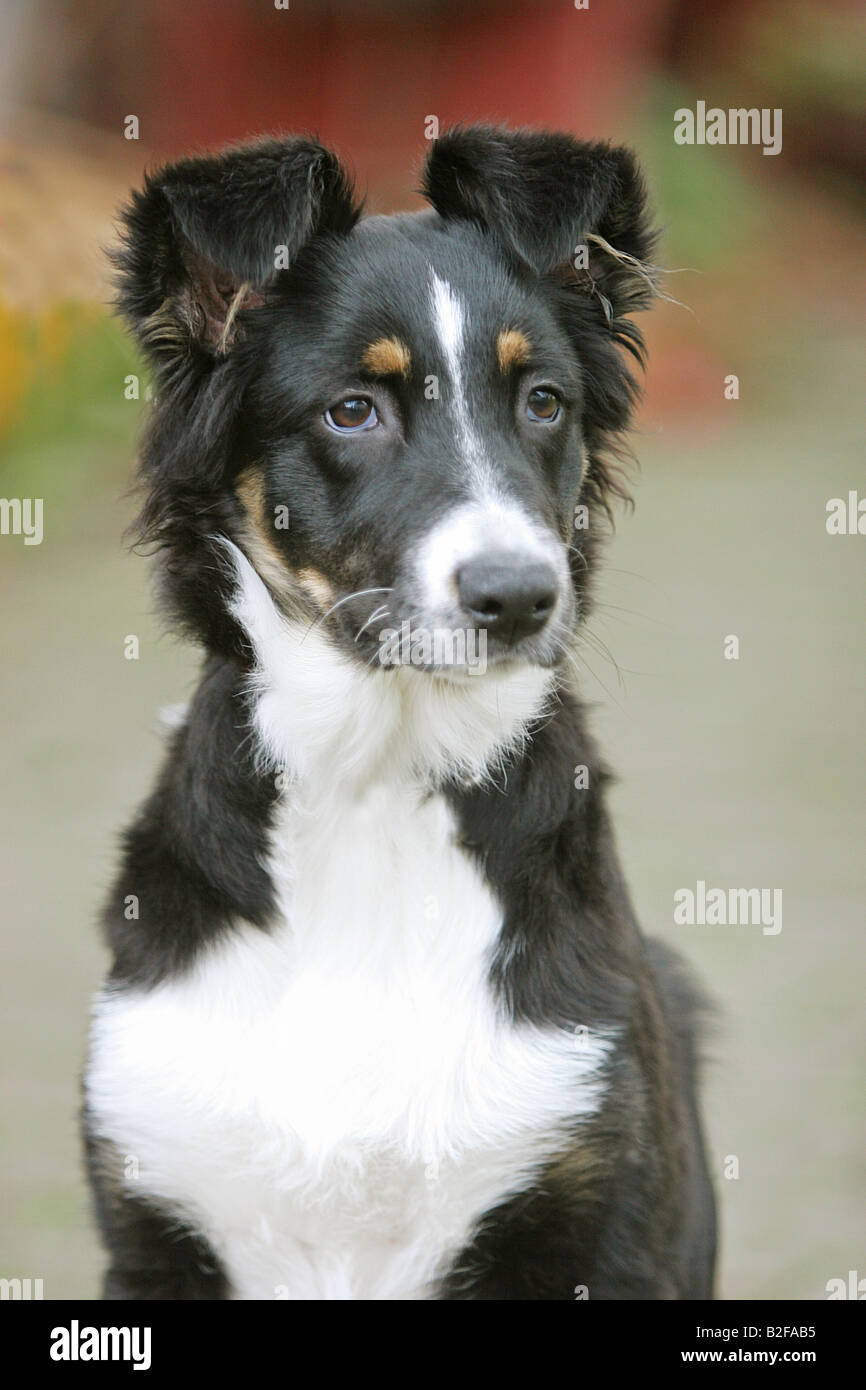 half breed dog - portrait Stock Photo - Alamy