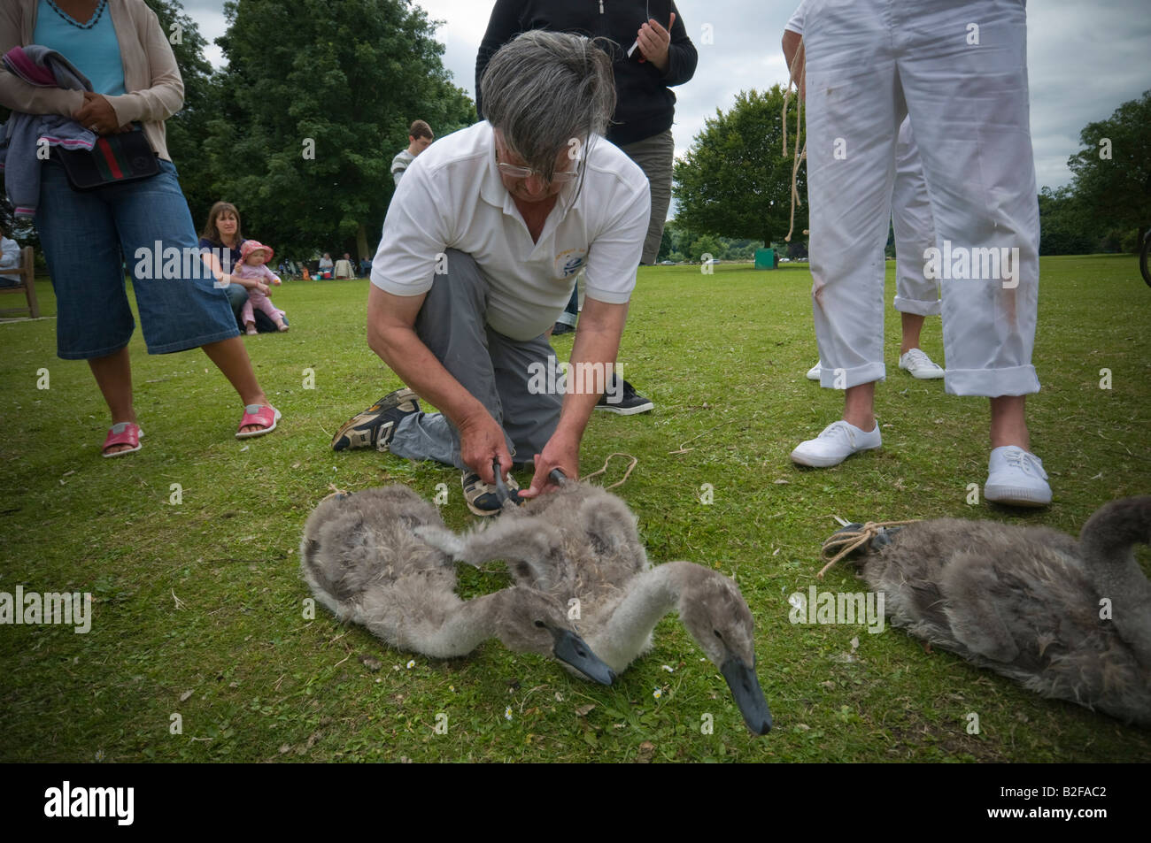 The Queen's Swan Warden Professor Christopher Perrins rings a cygnet ...