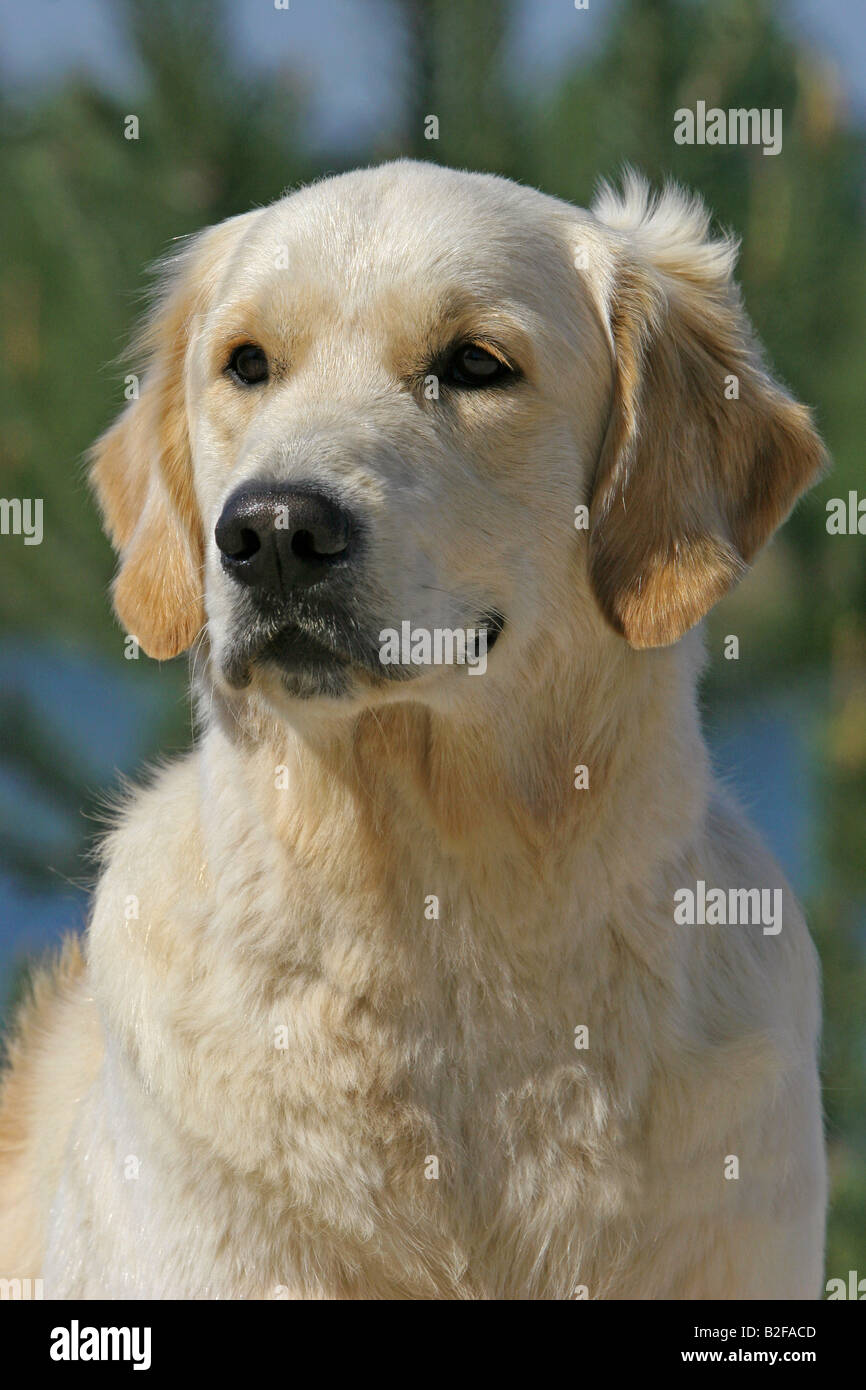 Golden Retriever - portrait Stock Photo - Alamy