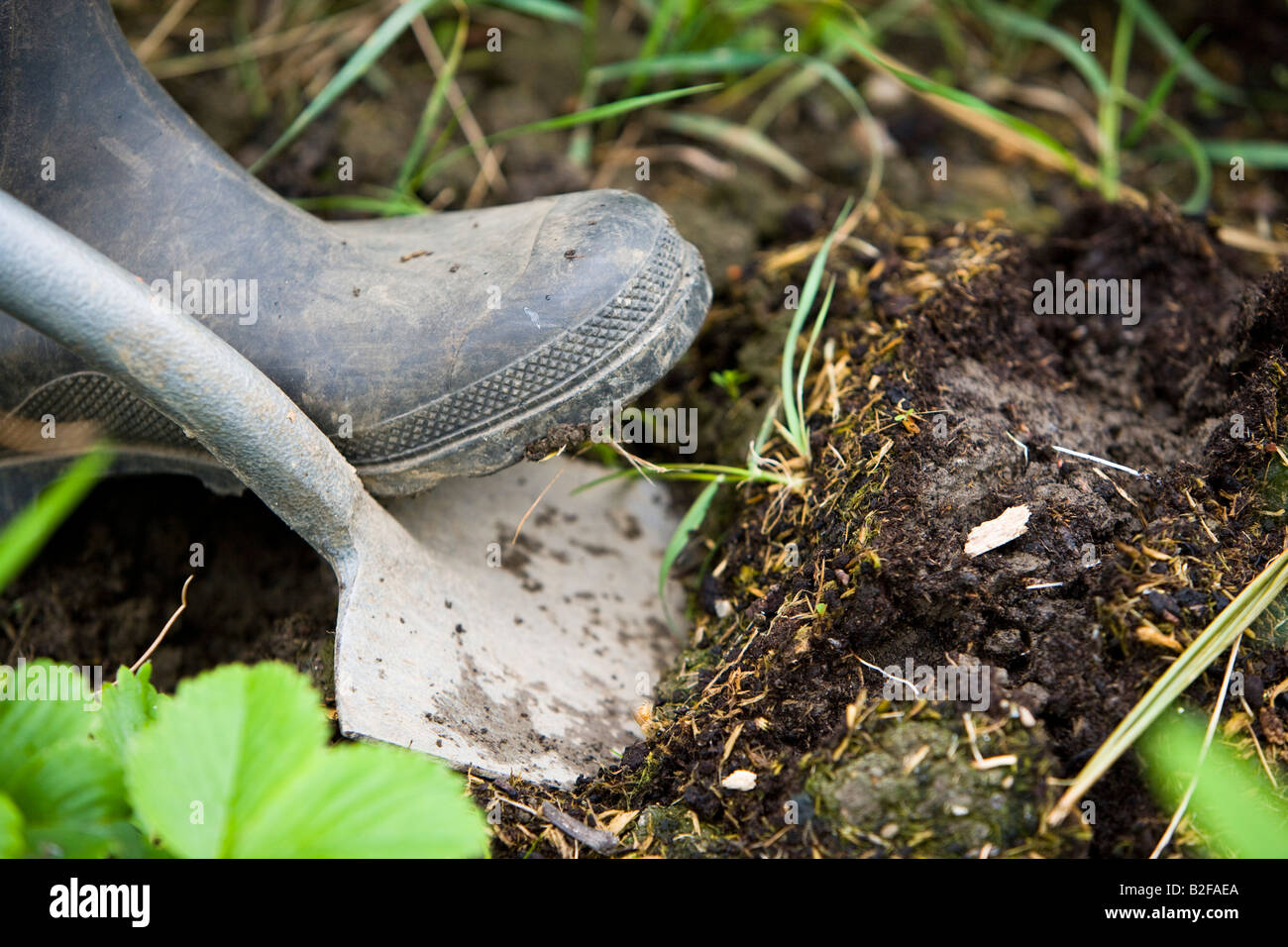 Digging an allotment with spade and wellington boot Stock Photo - Alamy