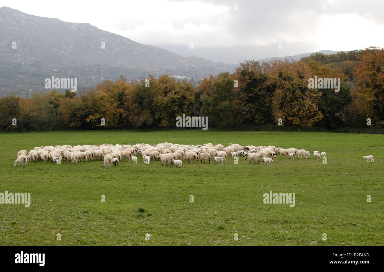 sheep in the field Stock Photo - Alamy