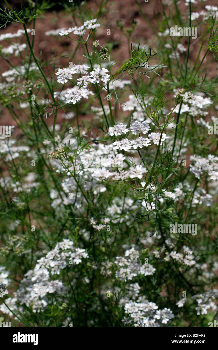CORIANDRUM SATIVUM CORIANDER FLOWERS Stock Photo - Alamy