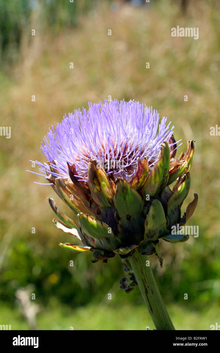 Purple cardoon hi-res stock photography and images - Alamy