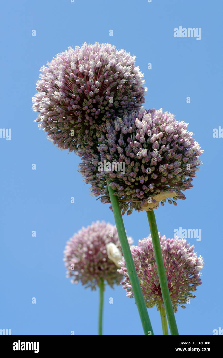 Elephant garlic hi-res stock photography and images - Alamy