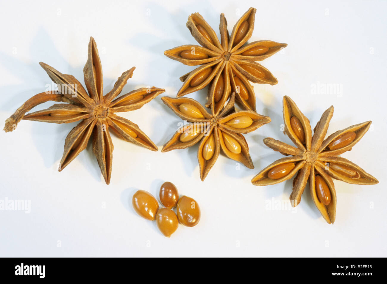 Aniseed Tree, Star Anise (Illicium verum), seeds, studio picture Stock ...