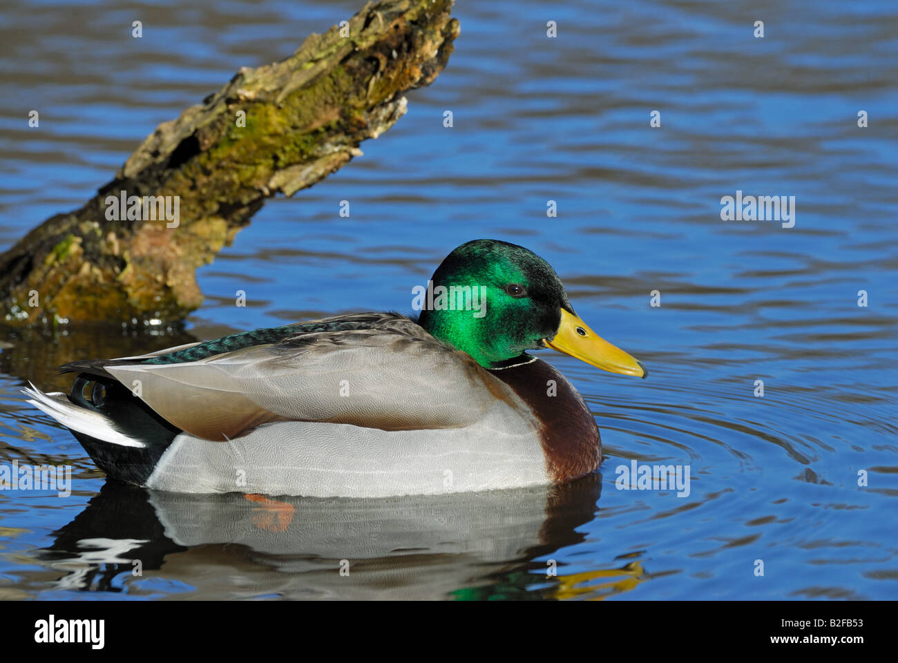 mallard (drake) - swimming Stock Photo - Alamy